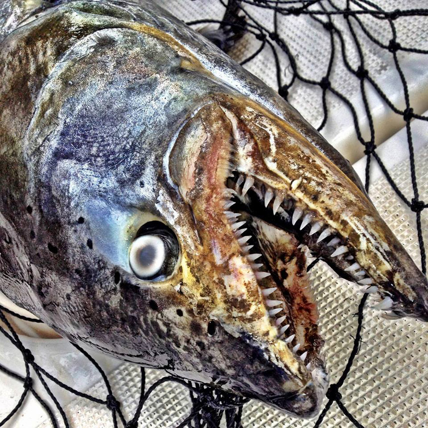 Charter Sportfishing Photos - Diabolical Sport Fishing
